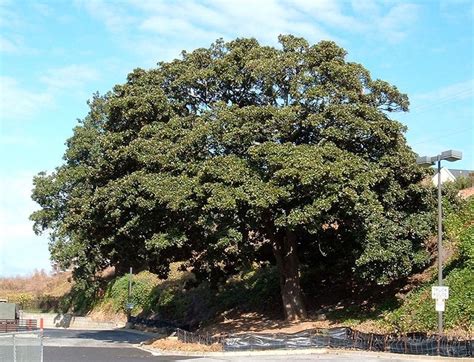 Trees Native To Atlanta Georgia Lilia Landis