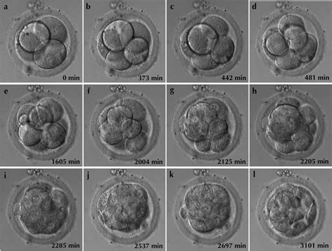Compaction In The Human Embryo After Several Cell Divisions Ae The