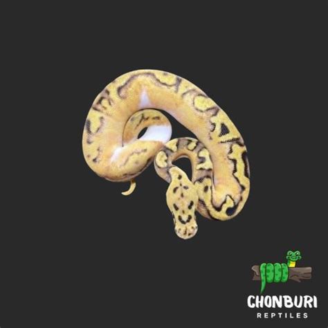 Ball Python 38 3 Chonburireptiles