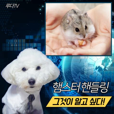 햄스터 핸들링 방법과 키우기 팁은 네이버 블로그