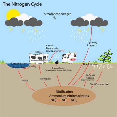 The Oxygen Cycle Stock Vector Illustration Of Biology 60944103