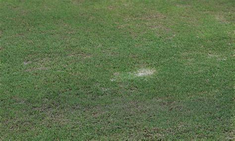 How To Get Rid Of Grass Fungus Arzuhom