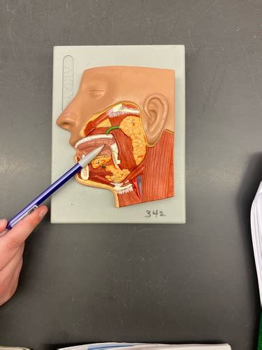 Digestive System Practical Flashcards Quizlet