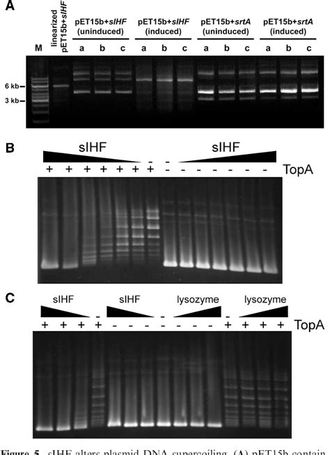 Figure 5 From A Novel Nucleoid Associated Protein Specific To The Actinobacteria Semantic Scholar