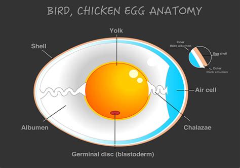 Bird Chicken Egg Diagram Egg Anatomy Labeled Cross Section Yolk Albumen