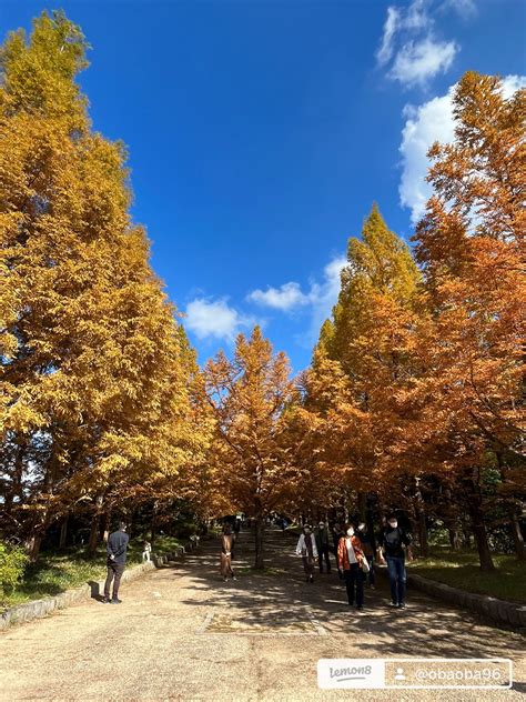 おばおば 旅ブログ on Twitter 神戸市立森林植物園にて 日本 六甲山 森林植物園 兵庫県 神戸市 Japan