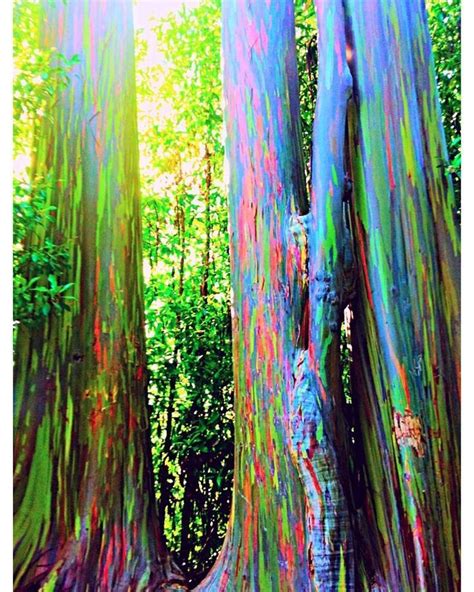 23 Best Rainbow Eucalyptus Tree Images On Pinterest Rainbow
