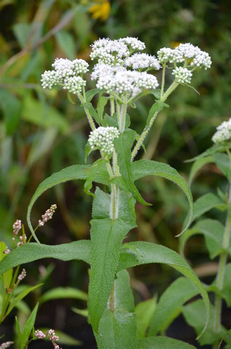 Eupatorium Perfoliatum Boneset Prairie Moon Nursery