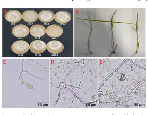 Figure 1 From Characterisation Of Pythium Aristosporum Oomycete—a Novel Pathogen Causing Rice