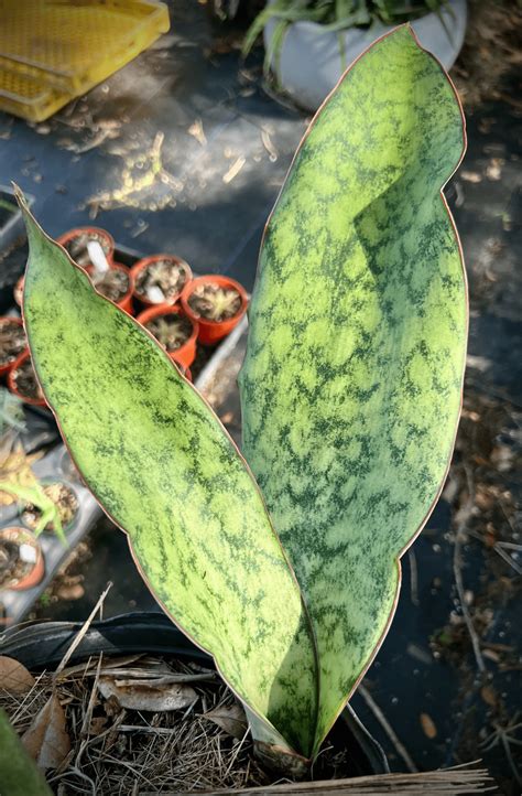 21 Popular Types Of Sansevieria Plant Varieties Paisley Plants