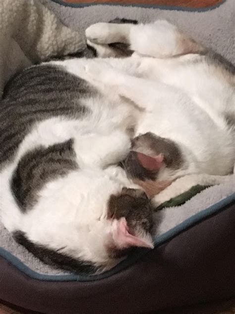 Kitty Blob Kitty Animals Cats