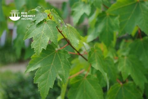 How To Identify Propagate Red Maple Acer Rubrum