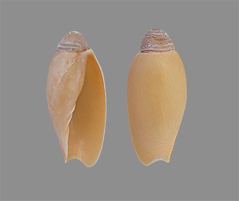 Volutidae Cymbiinae Cymbiini Cymbium Du Sénégal La Planche