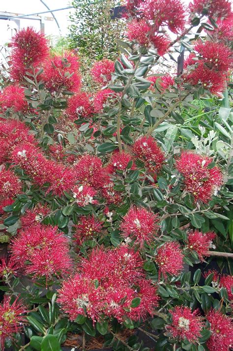 Metrosideros Excelsus Trevena Cross