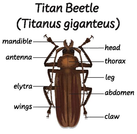 Science Titan Beetle Anatomy Pathology Scientific Learn Vector