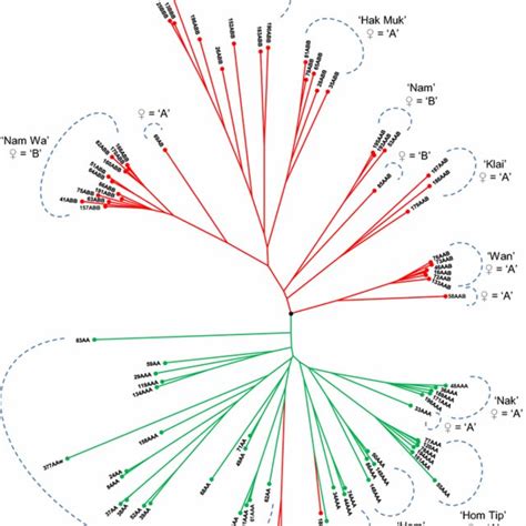 Pdf Development Of Ssr Markers From Musa Balbisiana For Genetic Diversity Analysis Among Thai