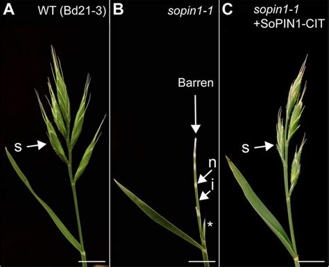Figures And Data In Cross Species Functional Diversity Within The Pin Auxin Efflux Protein