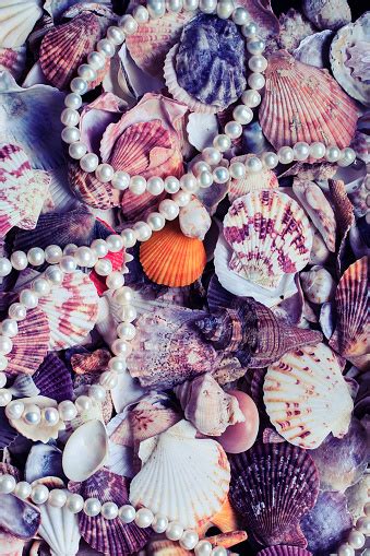 아름 다운 바다 배경 다른 모양 및 크기의 다채로운 조개와 진주 보라색 톤에서의 세련 된 목걸이 개념에 대한 스톡 사진 및 기타