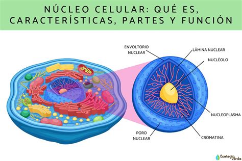 Organelos Del Citoplasma Composicin De La Celula Citoplasma Images⛅ Mergulhe No Universo Das