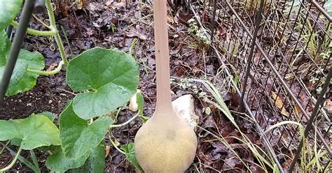 First Homegrown Cantaloupe Album On Imgur