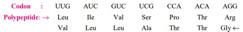 Genetic Code Definition Characteristics Wobble Hypothesis Biology