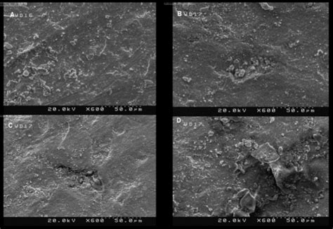 Scanning Electron Micrographs Of Zirconia Surface Treated By Laser At Download Scientific