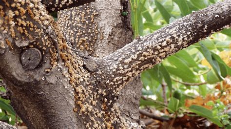 A List Of Tree Diseases And Their Symptoms