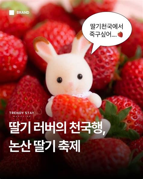 트렌디스테이 Trendystay 딸기 러버들 모두 모여~ 🍓 3월 마지막 주 논산이 온통 빨간색으로 물들 예정이에요