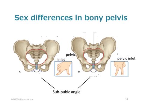 Diagram Of W1 Sex Differences In Bony Pelvis Quizlet