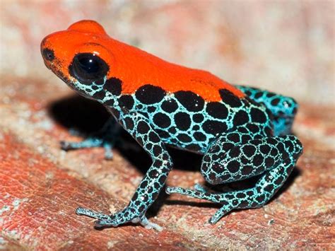 Самые ядовитые лягушки в мире ТОП 13 опасных лягушек