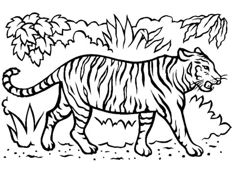 ภาพระบายสีเสือในป่าลึก ดาวน์โหลด พิมพ์ หรือระบายสีออนไลน์ได้ฟรี