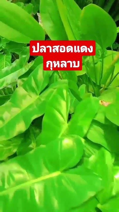 ปลาสอดในอ่าง สีสวยๆ 😍🐠🐟💞🌿 Shorts ธรรมชาติ ต้นไม้ ปลาสอด ปลาสวยงาม Youtube
