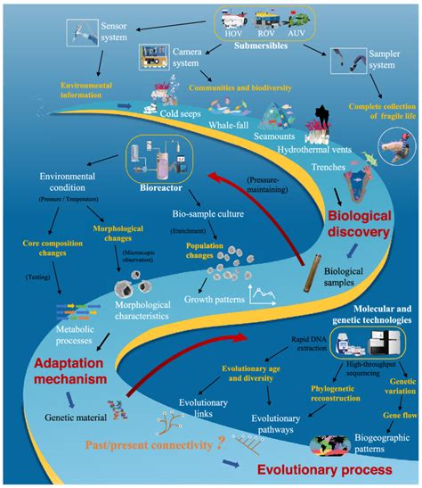 Conceptual Diagram Of Evolution Of Deep Sea Organism Research Oriented Download Scientific