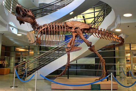 Tyrannosaurus Skeleton In Museum