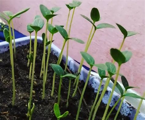 6 Surprising Causes For Leggy Cucumber Seedlings How To Fix