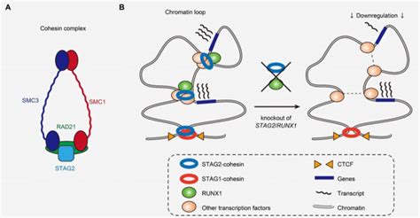 Cohesin Complex And The 3d Genome Structure Affected By Cohesin And