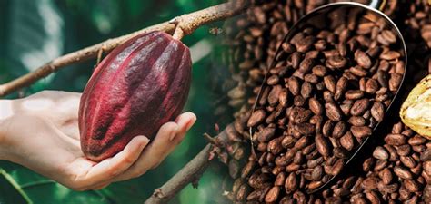 How To Make Cocoa Powder From Raw Cacao Beans