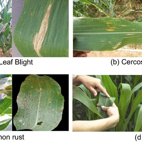 Sample Images From Natural Environment Datasets And Laboratory Datasets Download Scientific