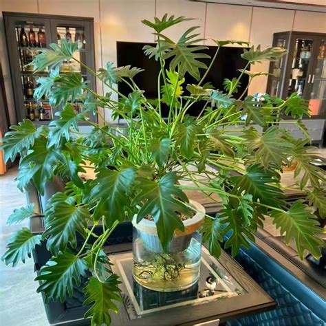 小天使盆栽植物龙鳞桩盆景水培蔓绿绒绿植花卉春雨春羽绿植花卉虎窝淘 小天使盆栽植物龙鳞桩盆景水培蔓绿绒绿植花卉春雨春羽绿植花卉虎窝淘