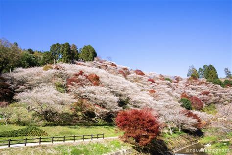 紅葉櫻花奇蹟同框愛知縣豐田秋季必追小原四季櫻節 旅奇傳媒TR Omnimedia