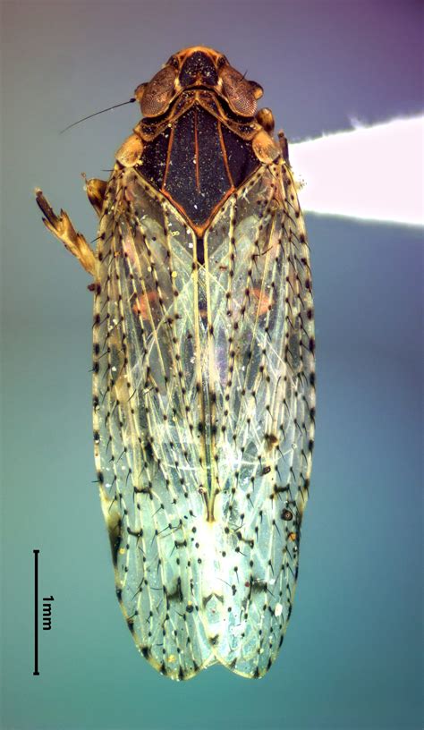 Plant Leaf Tree Hoppers Matt Fossens Entomology Photography