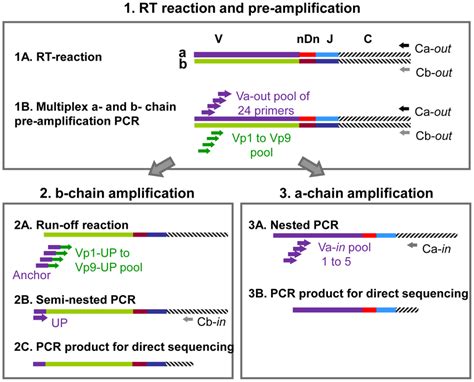 Strategy to identify paired TCR α and β chains from single T Download Scientific Diagram