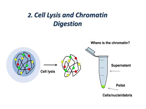 Chromatin Conformation Capture Pdf Chemistry Science