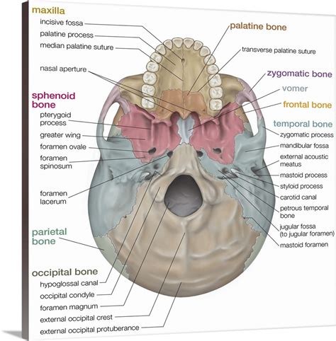 Skull Inferior View Skeletal System Wall Art Canvas Prints Framed
