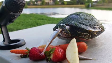 Turtle Asmr Is Cute As Shell Mashable