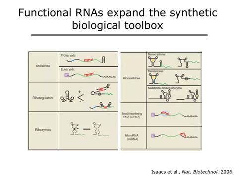 PPT Functional RNAs Expand The Synthetic Biological Toolbox PowerPoint Presentation ID 6146986