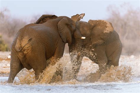 Male Elephants Fighting Photograph By Dr P Marazziscience Photo