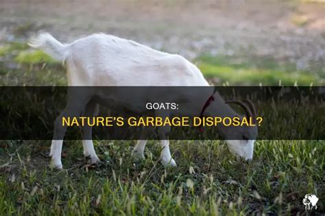 Goats Natures Garbage Disposal Petshun