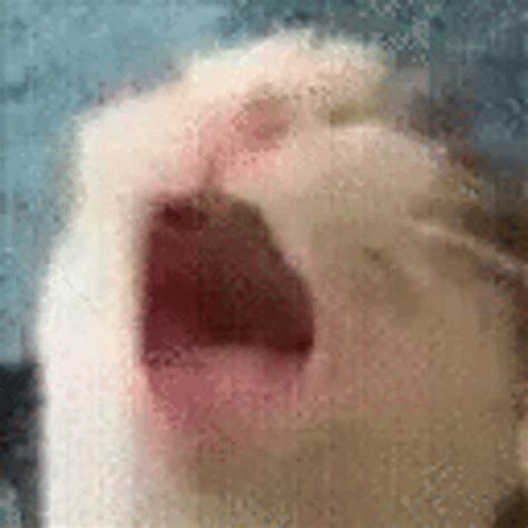 Gato Gritando Aaaa  Gato Gritando Aaaa Discover And Share S