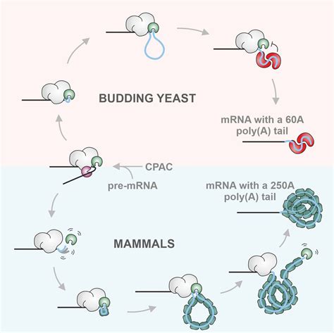Review On Mrna Polyadenylation Published In Febs Open Bio Turtola Lab Fungal Rna Biology
